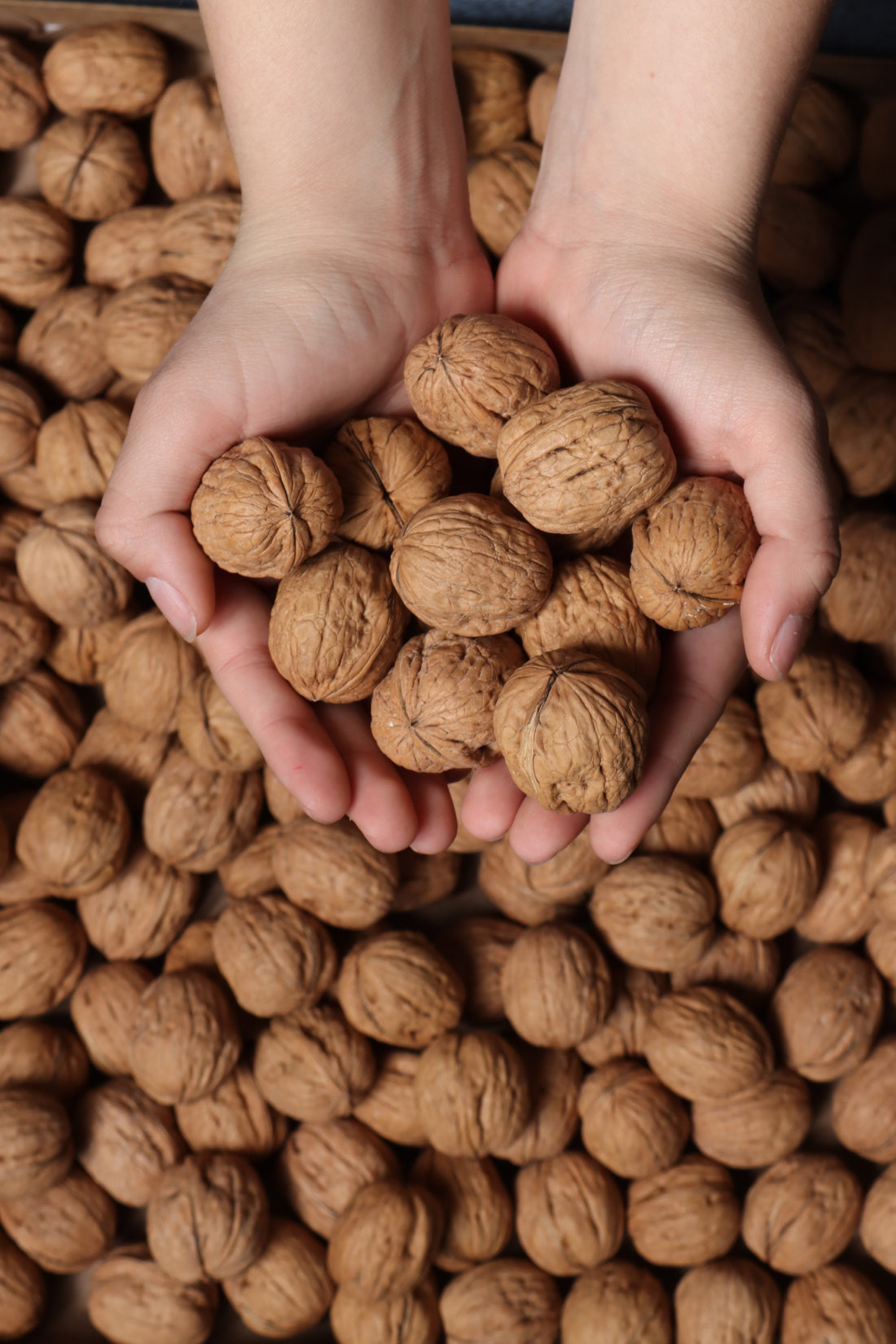 Jumbo Chandler Inshell Walnuts - 12 kg – Crain of California
